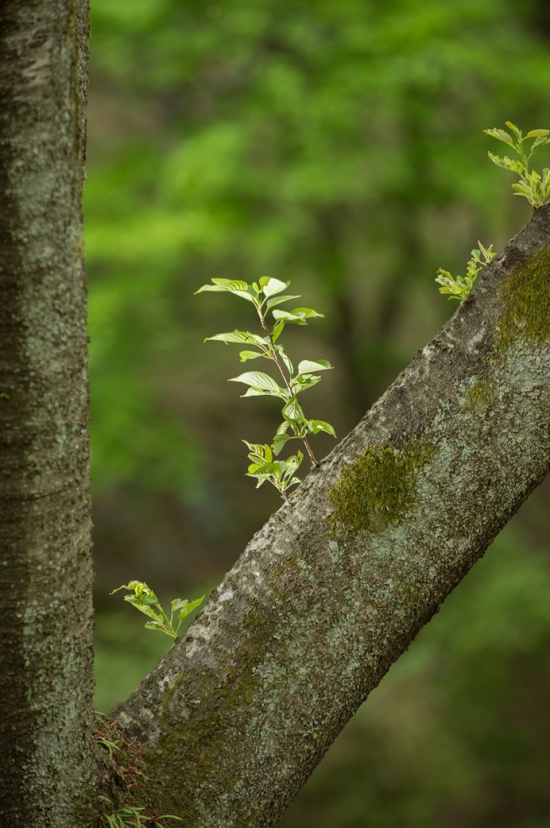木の妖精 | GANREF