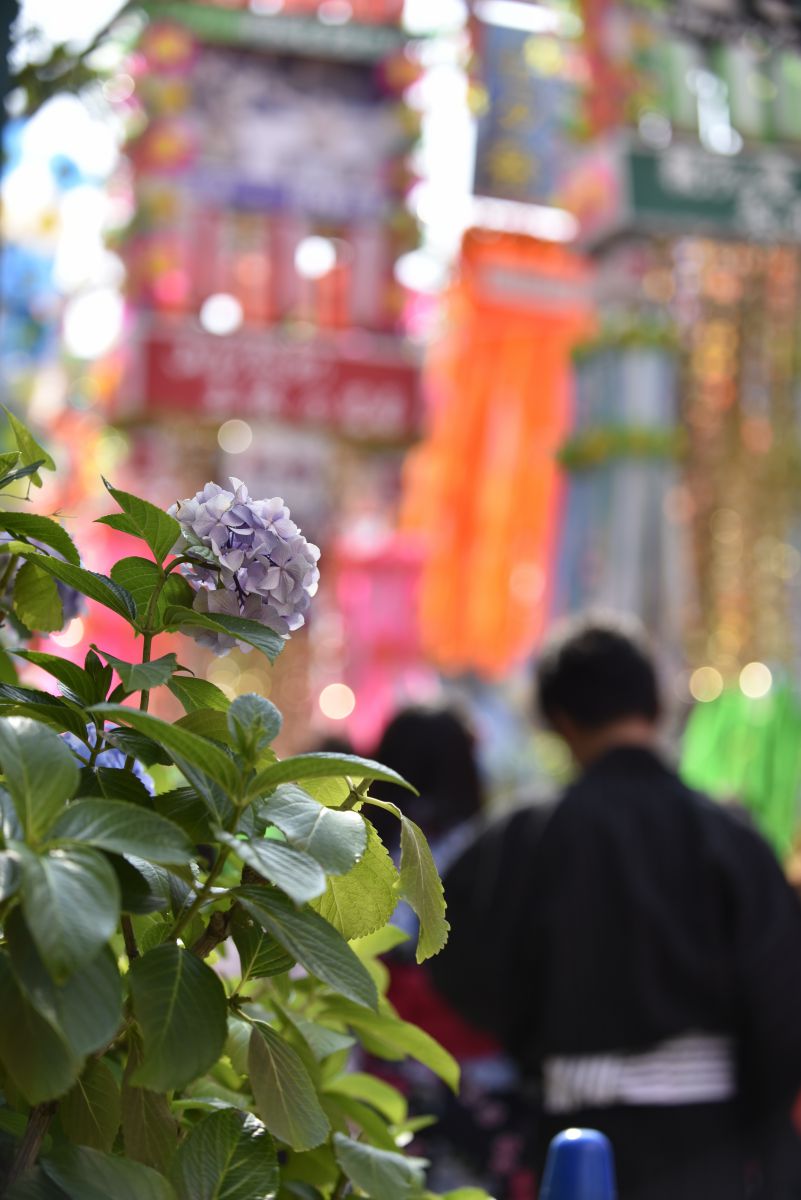 平塚七夕祭り | GANREF