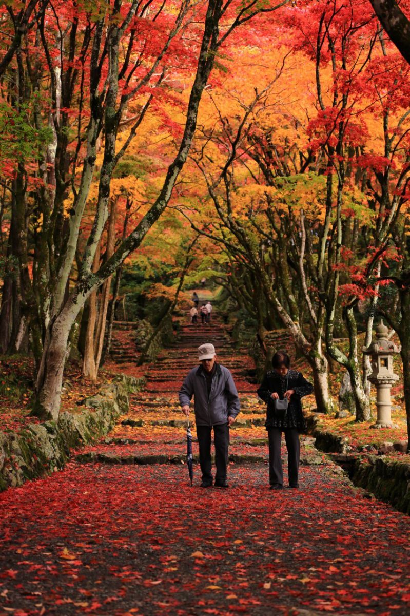 もみじトンネル | GANREF