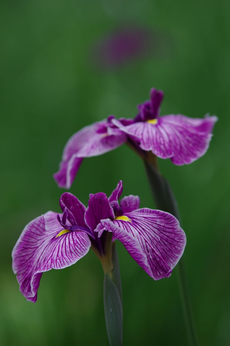 iris dancing | GANREF