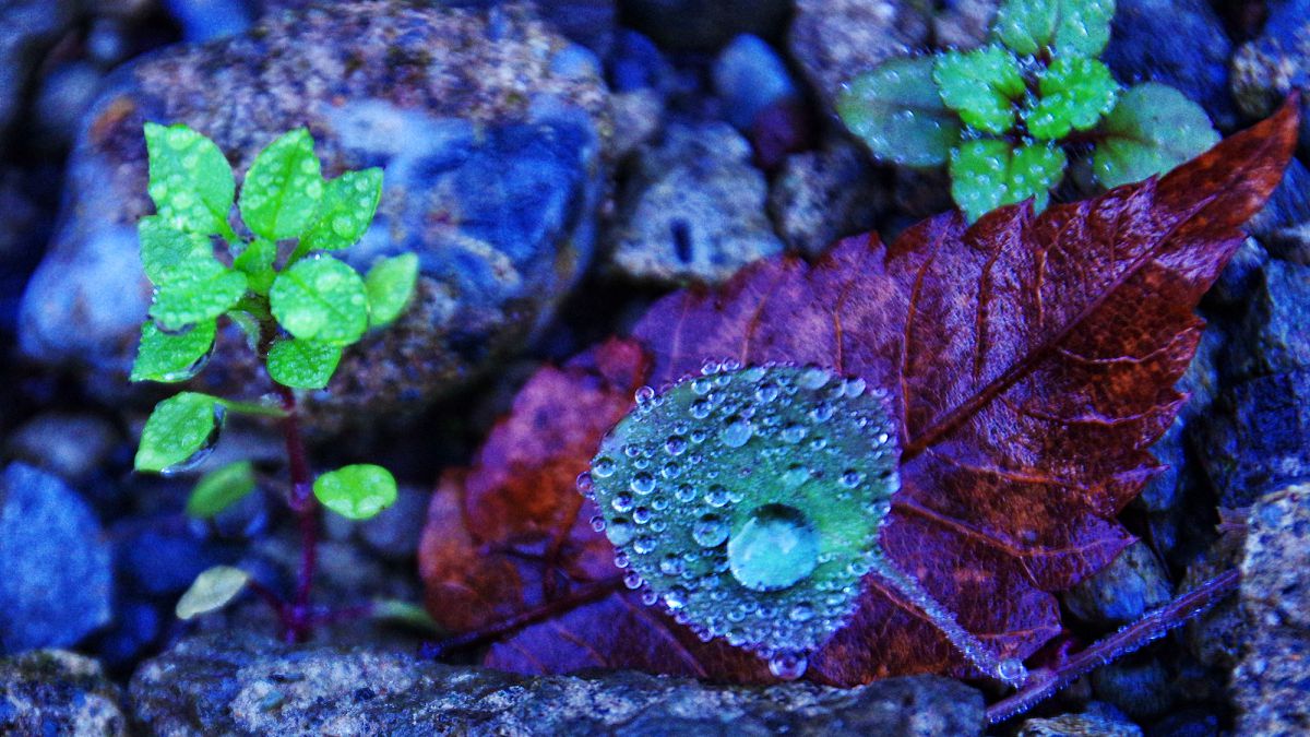 It's a small world. | GANREF