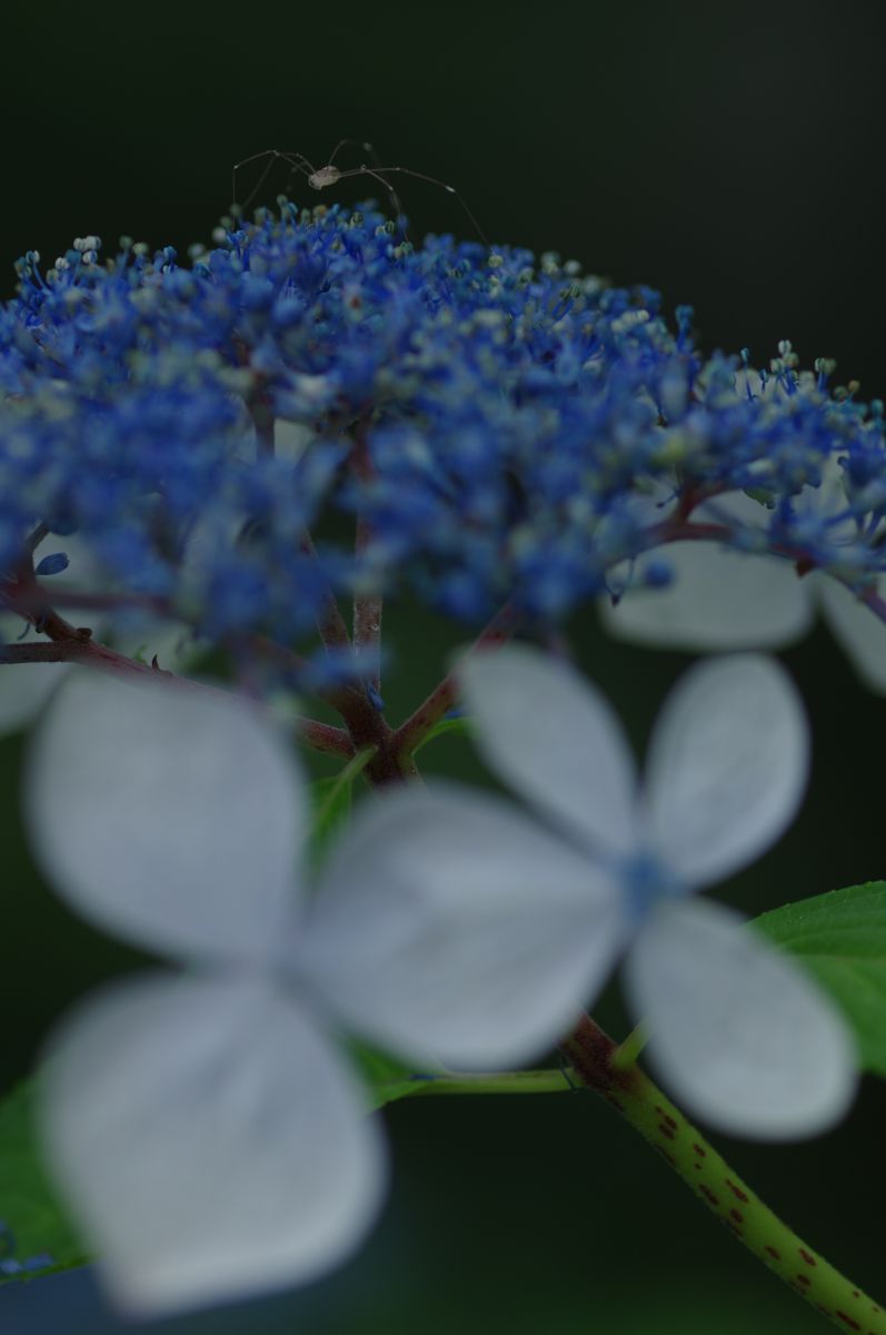 small world | GANREF