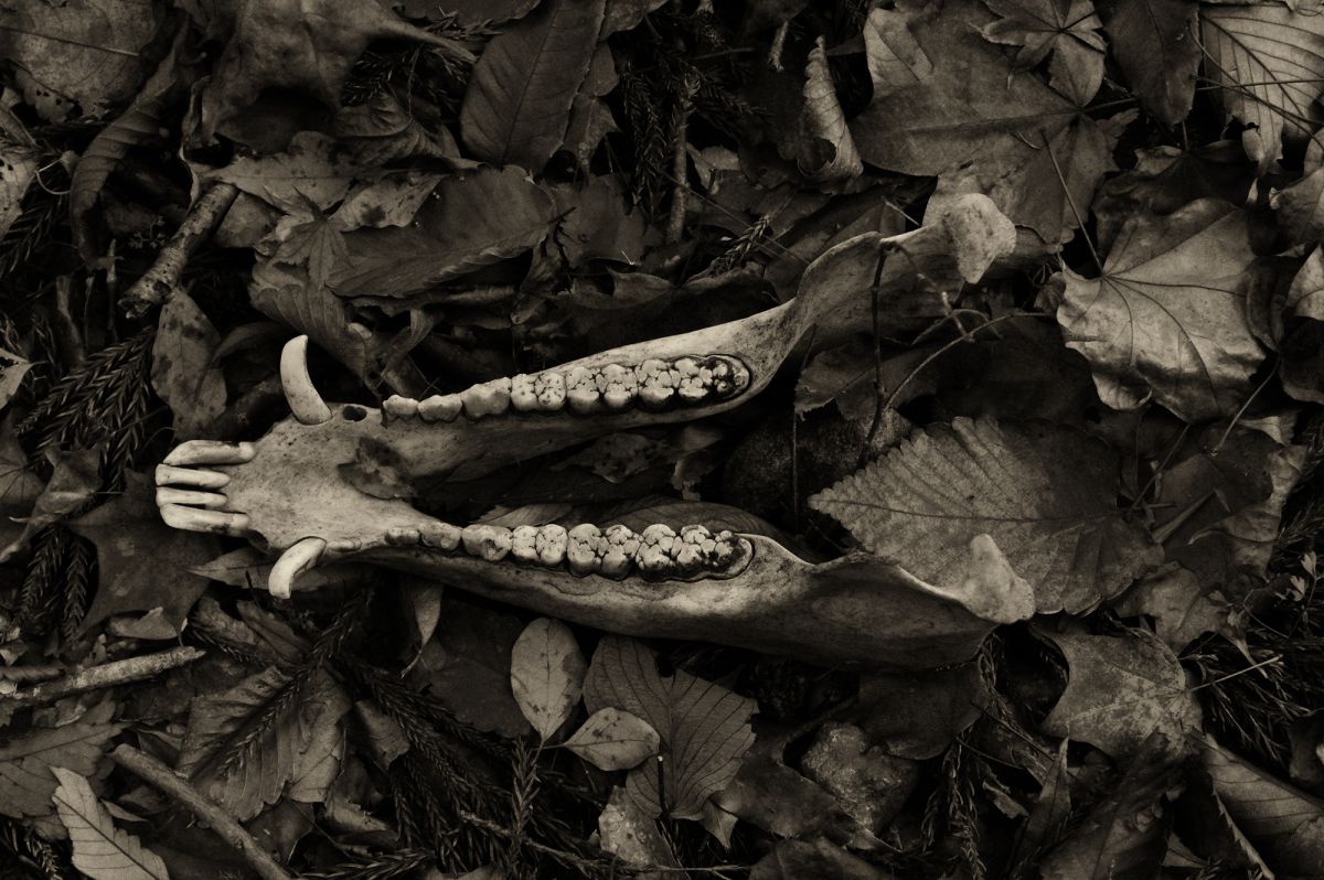 a moment of the wild trace | GANREF