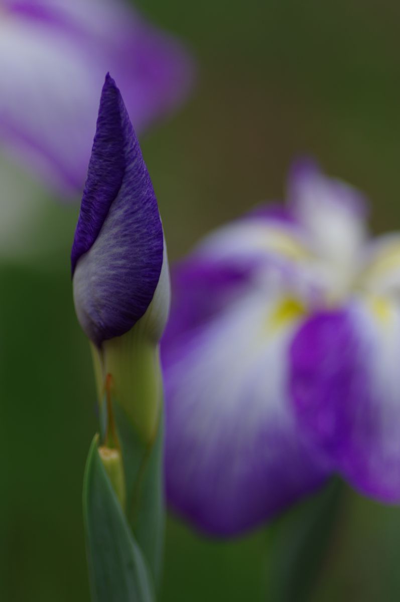 iris beginning | GANREF