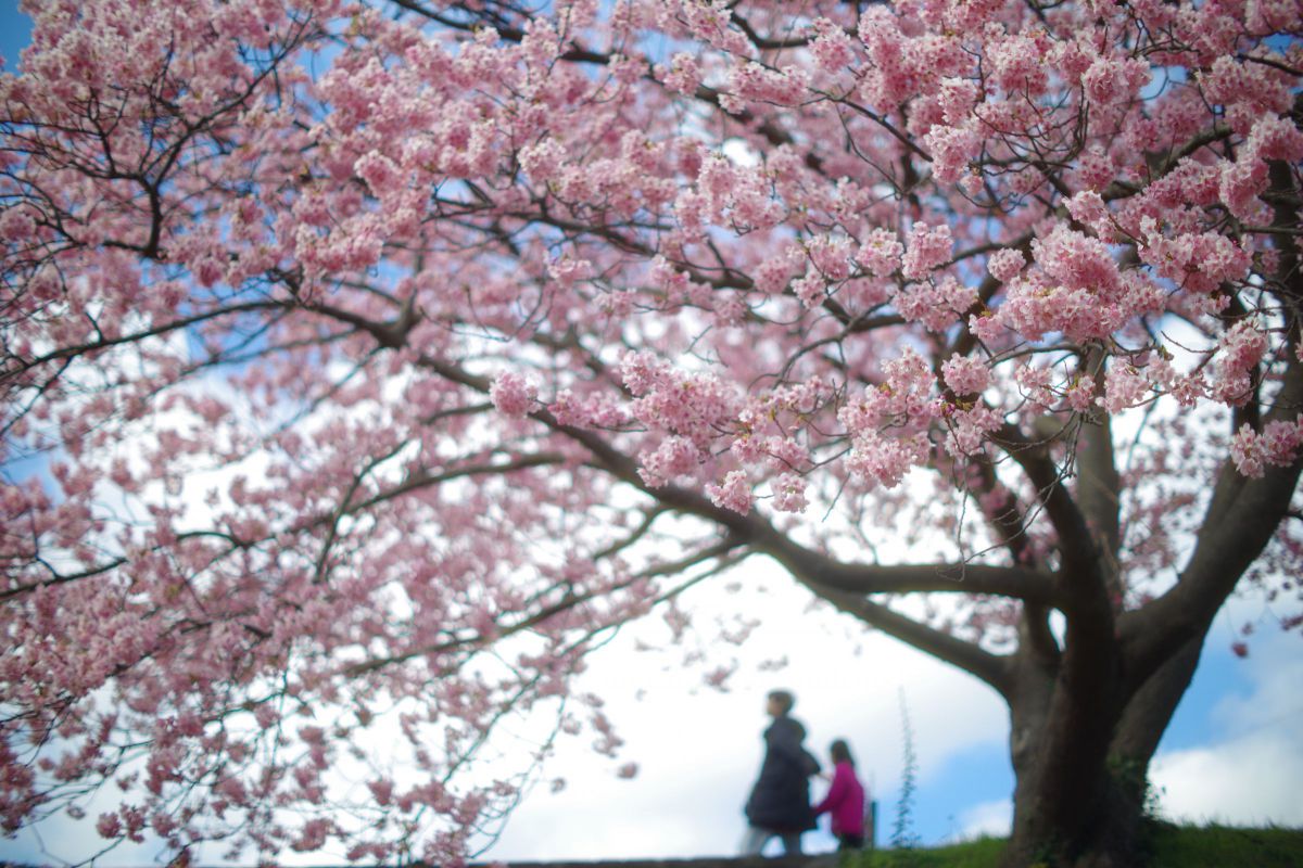 a moment of spring | GANREF