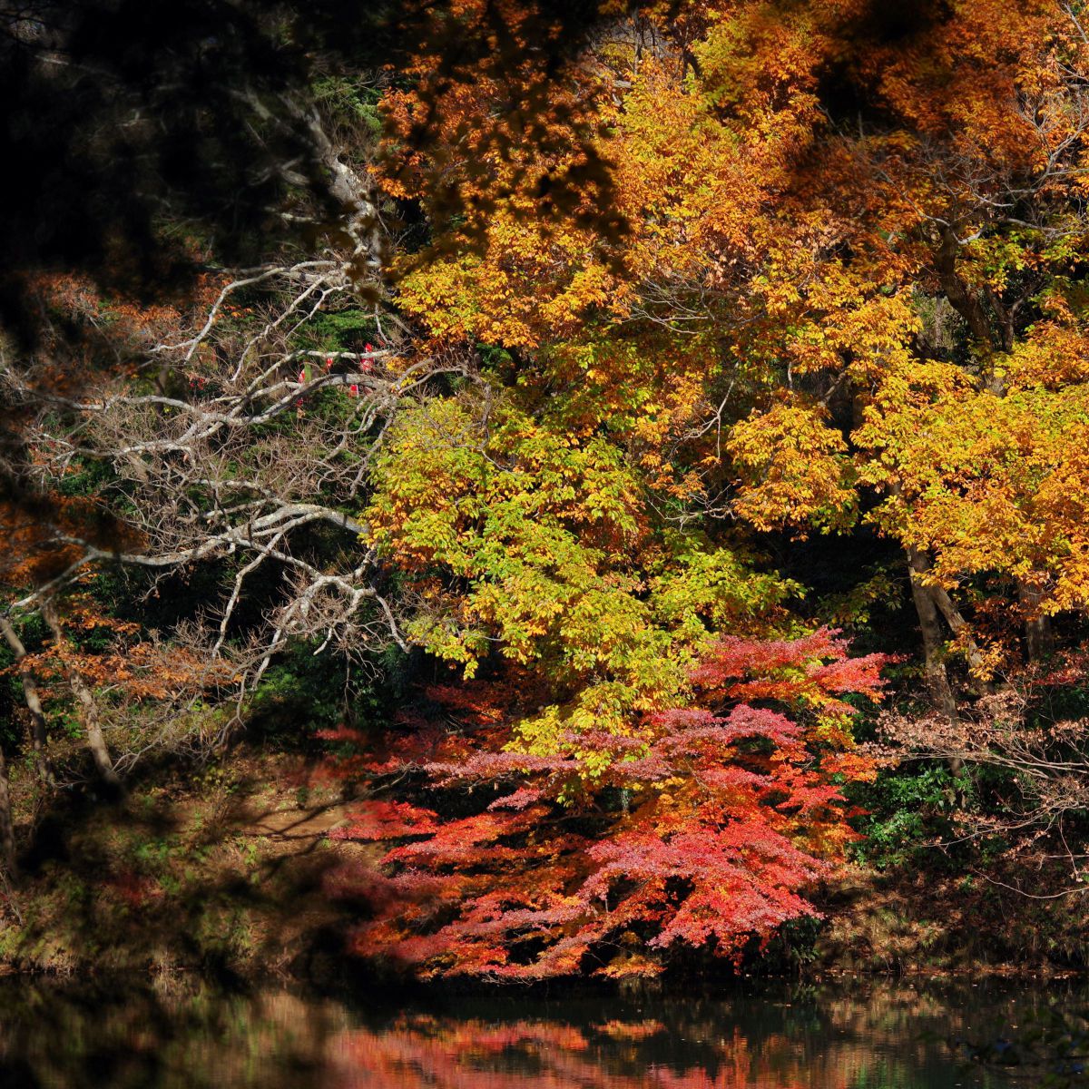 a moment of Autumn Leaves | GANREF