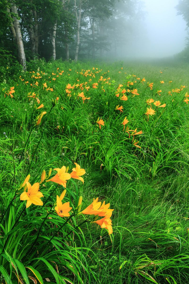 キスゲ咲く頃 | GANREF