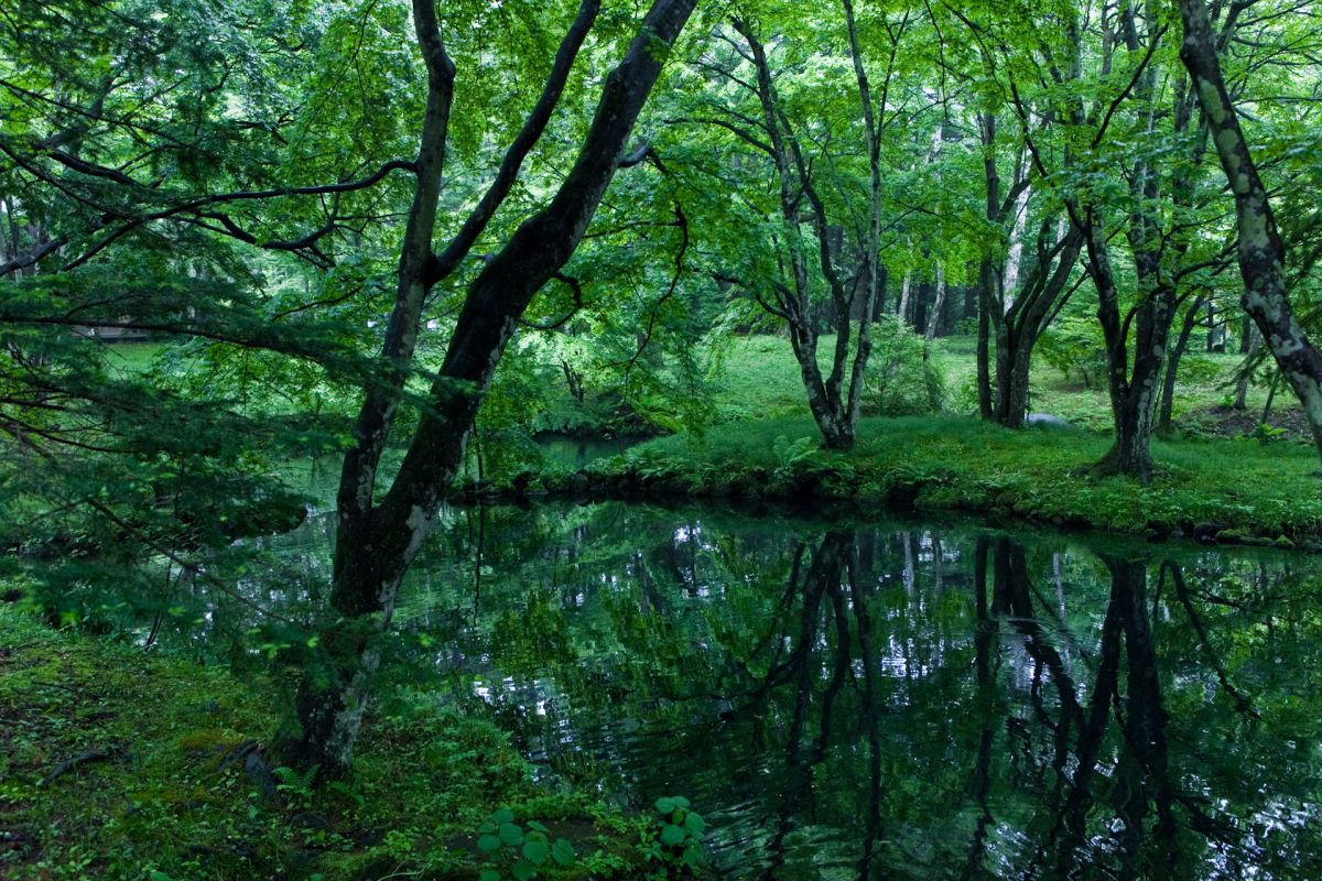 Green x neerG | GANREF