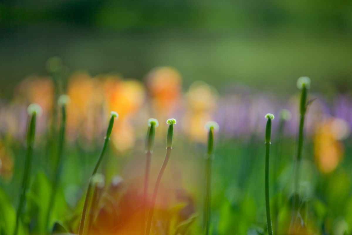 はるいろ | GANREF