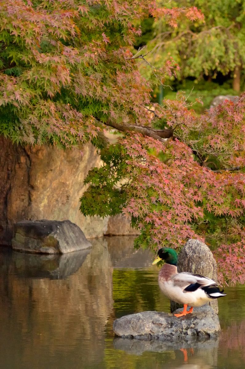 紅葉とカモ 1 | GANREF