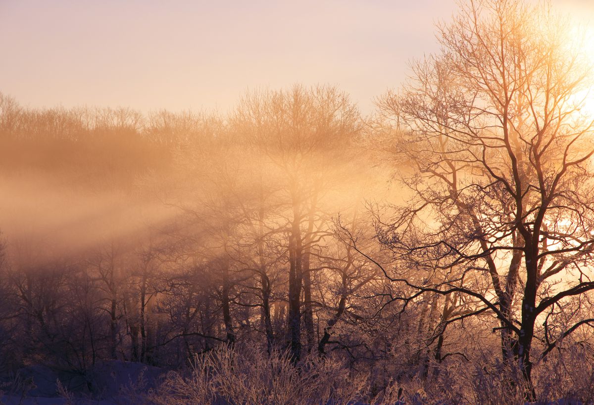 Share my happiness | GANREF