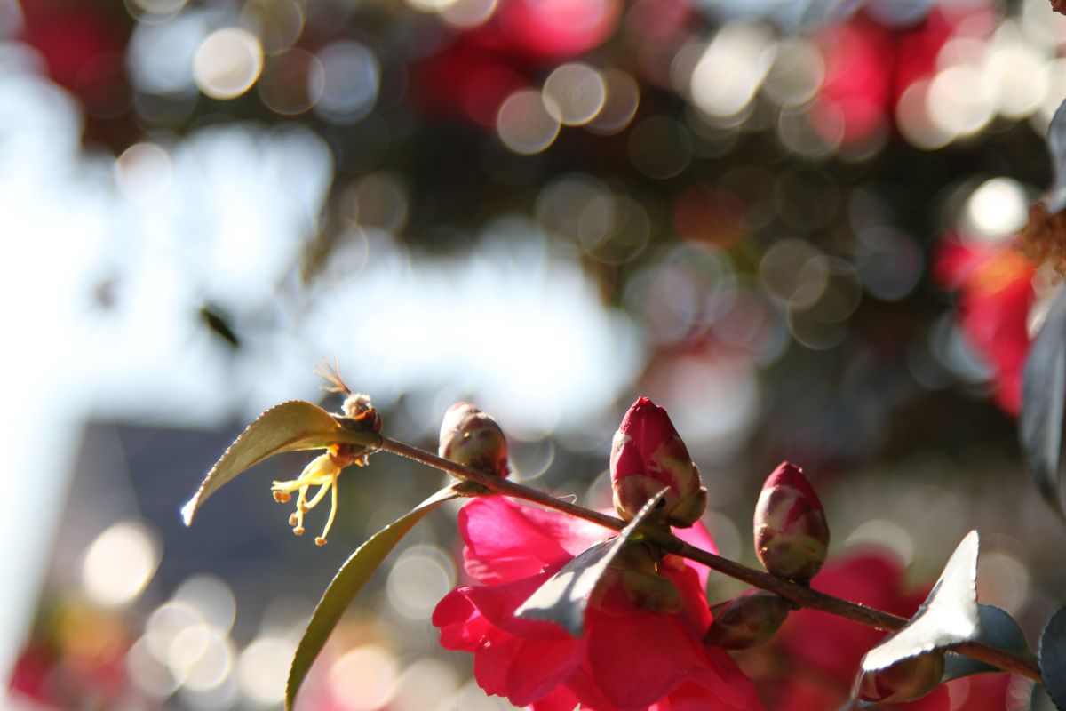 つぼみ三兄弟 | GANREF