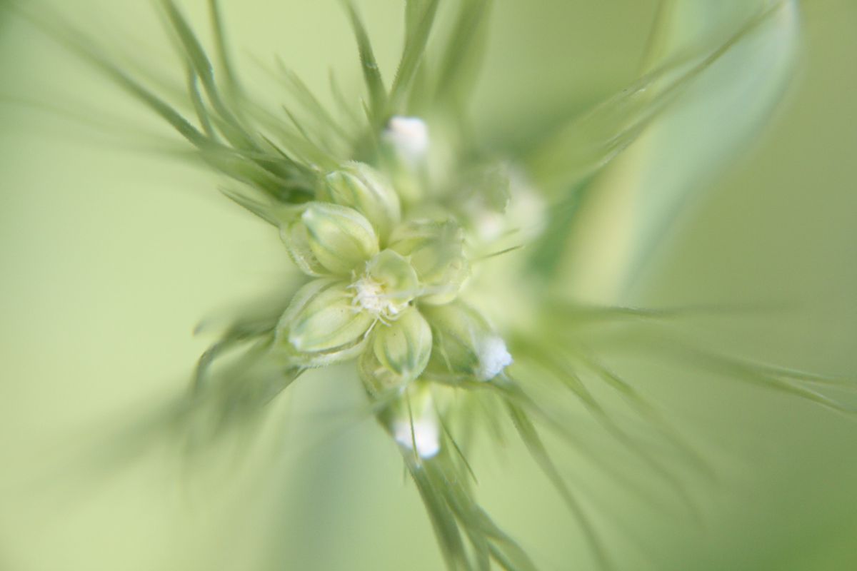 Green Green | GANREF