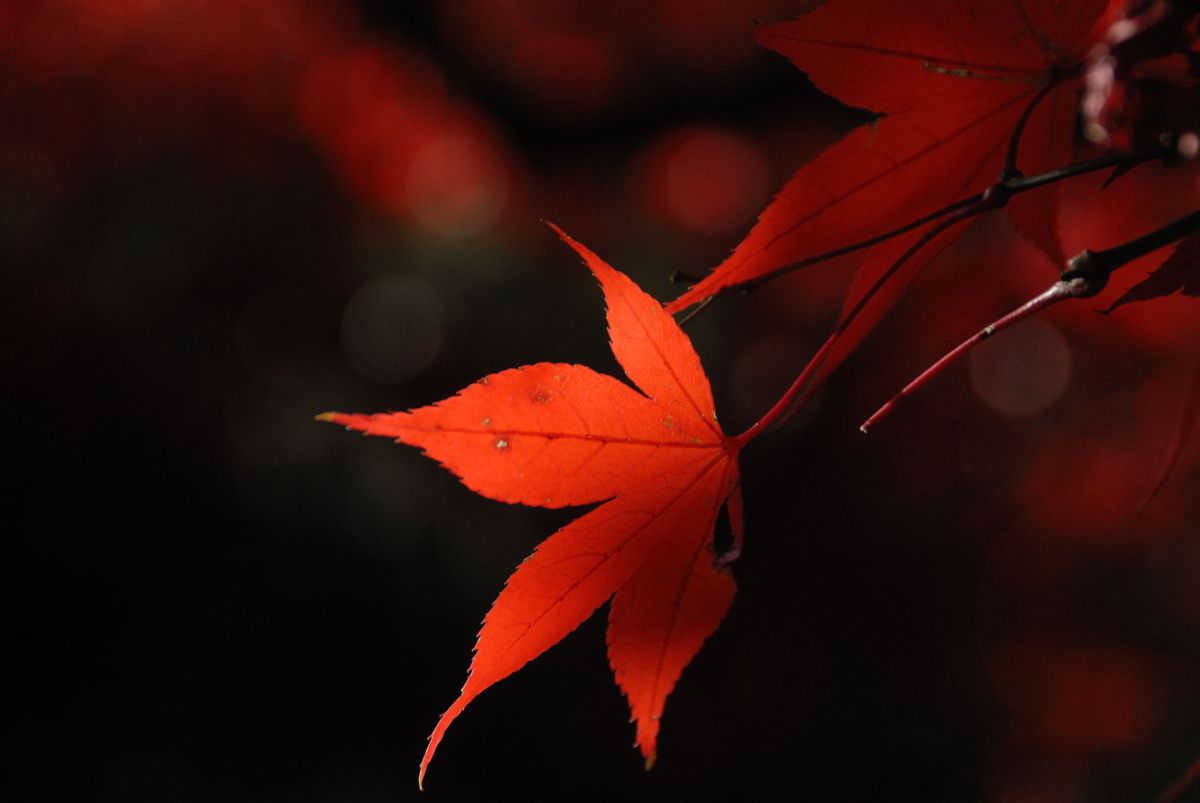 独り輝く | GANREF