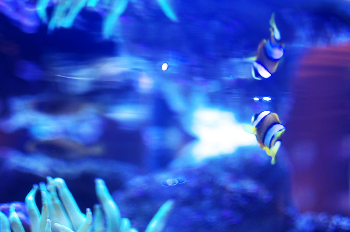 「AQUA RESORT 」 | GANREF