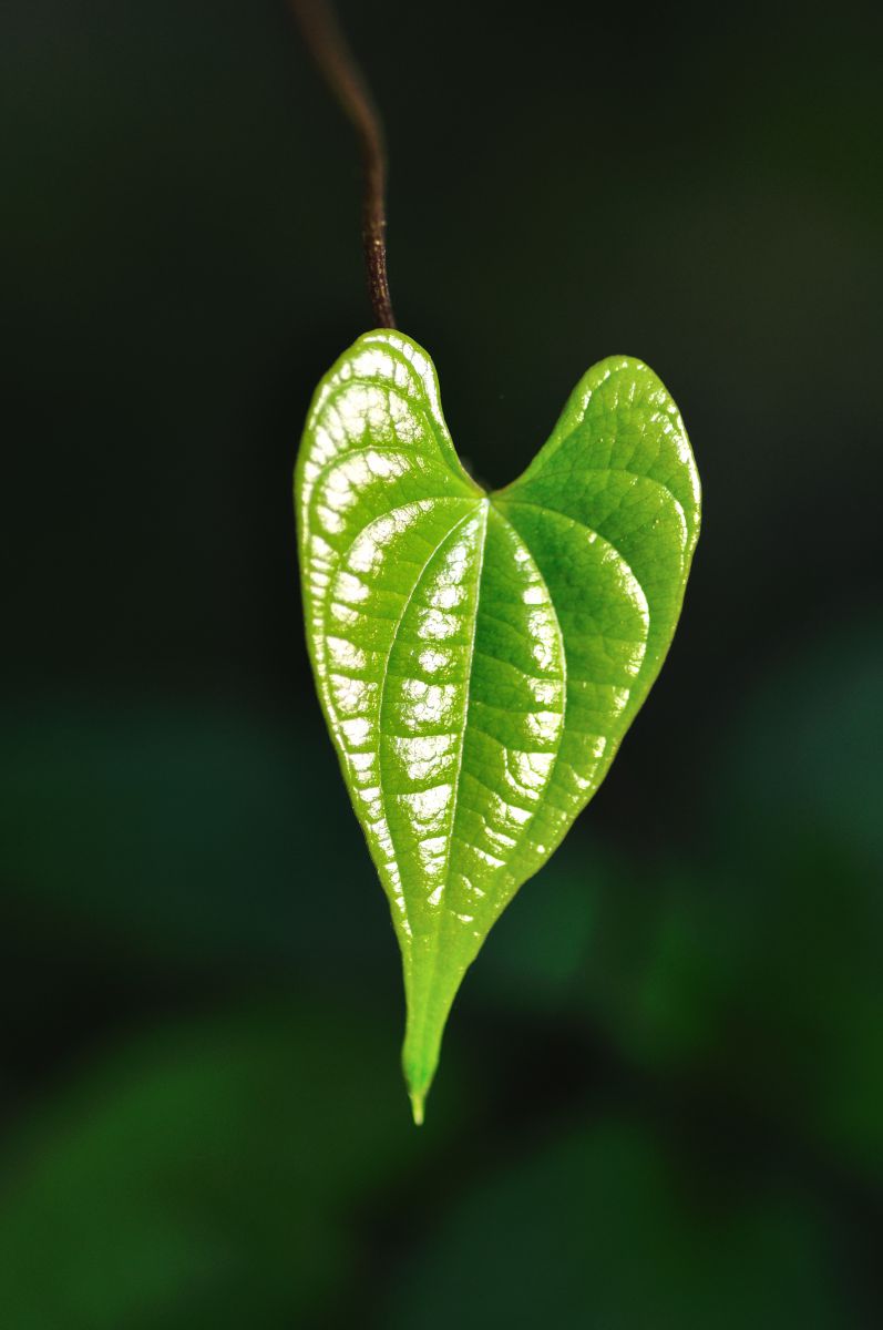 GREEN HEART | GANREF