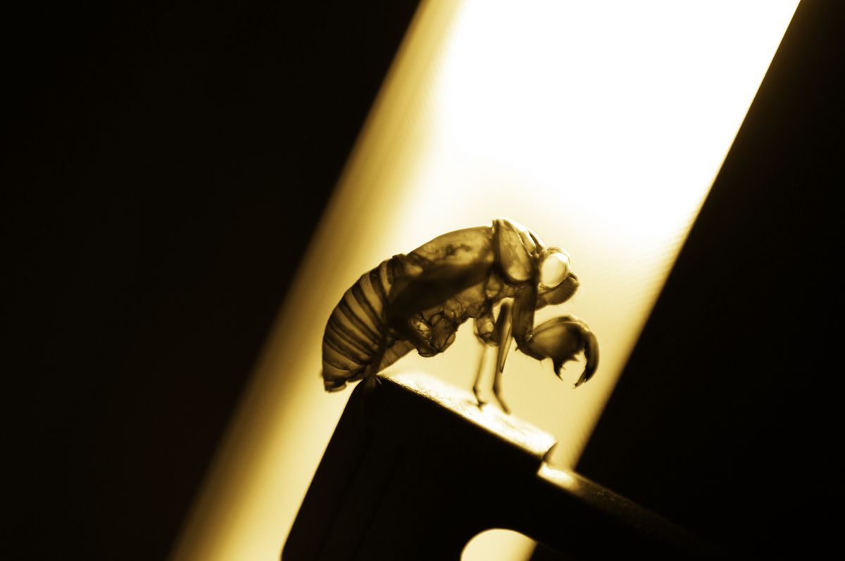 Cicada's shell | GANREF