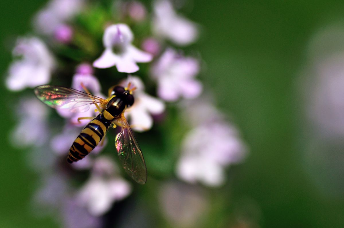 rainbow wing | GANREF