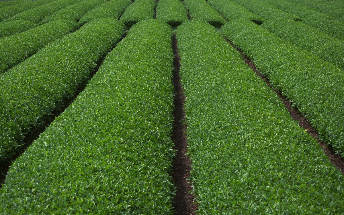 「TEA GARDEN」 | GANREF