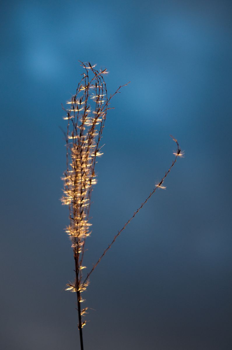 魔法のススキ | GANREF