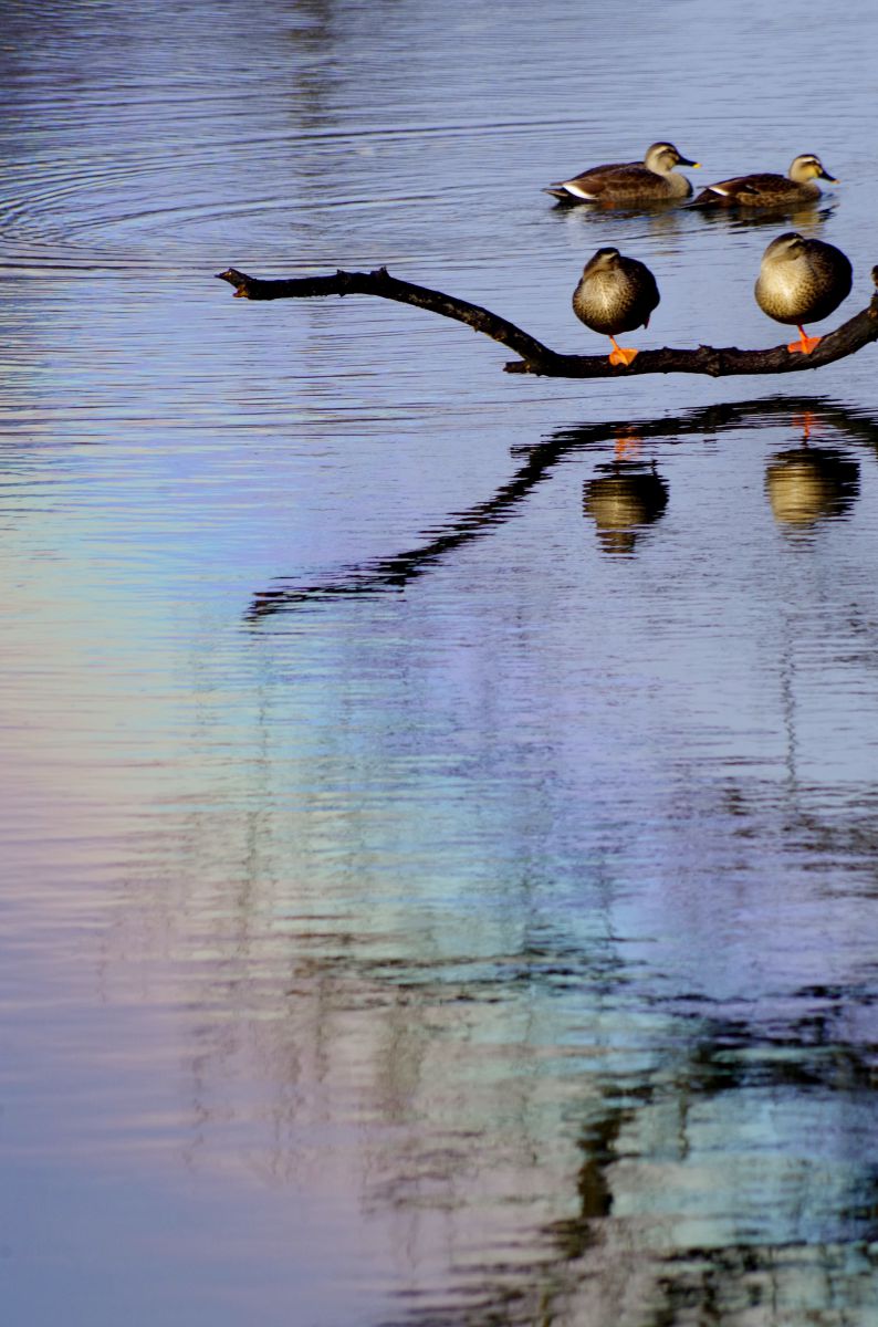 Rainbow duck | GANREF