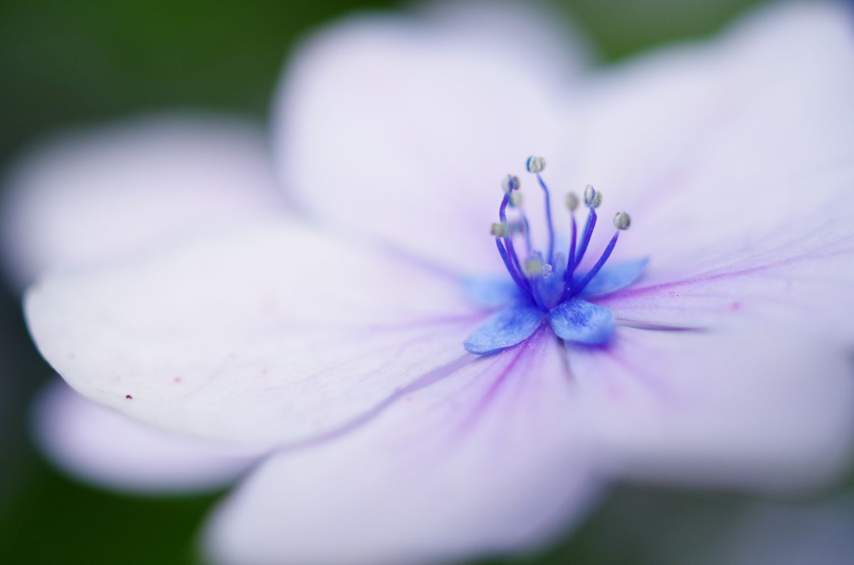 Dancing on the flower | GANREF