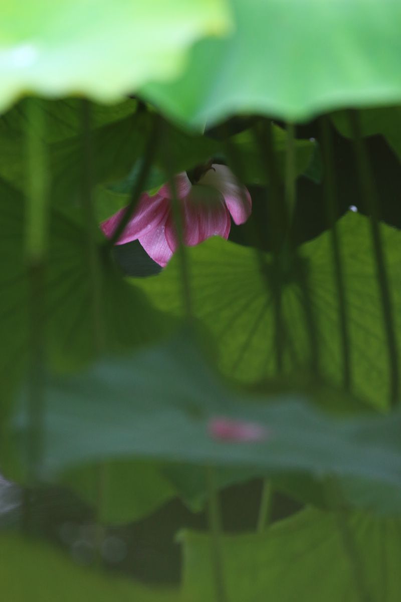 Mirror image | GANREF