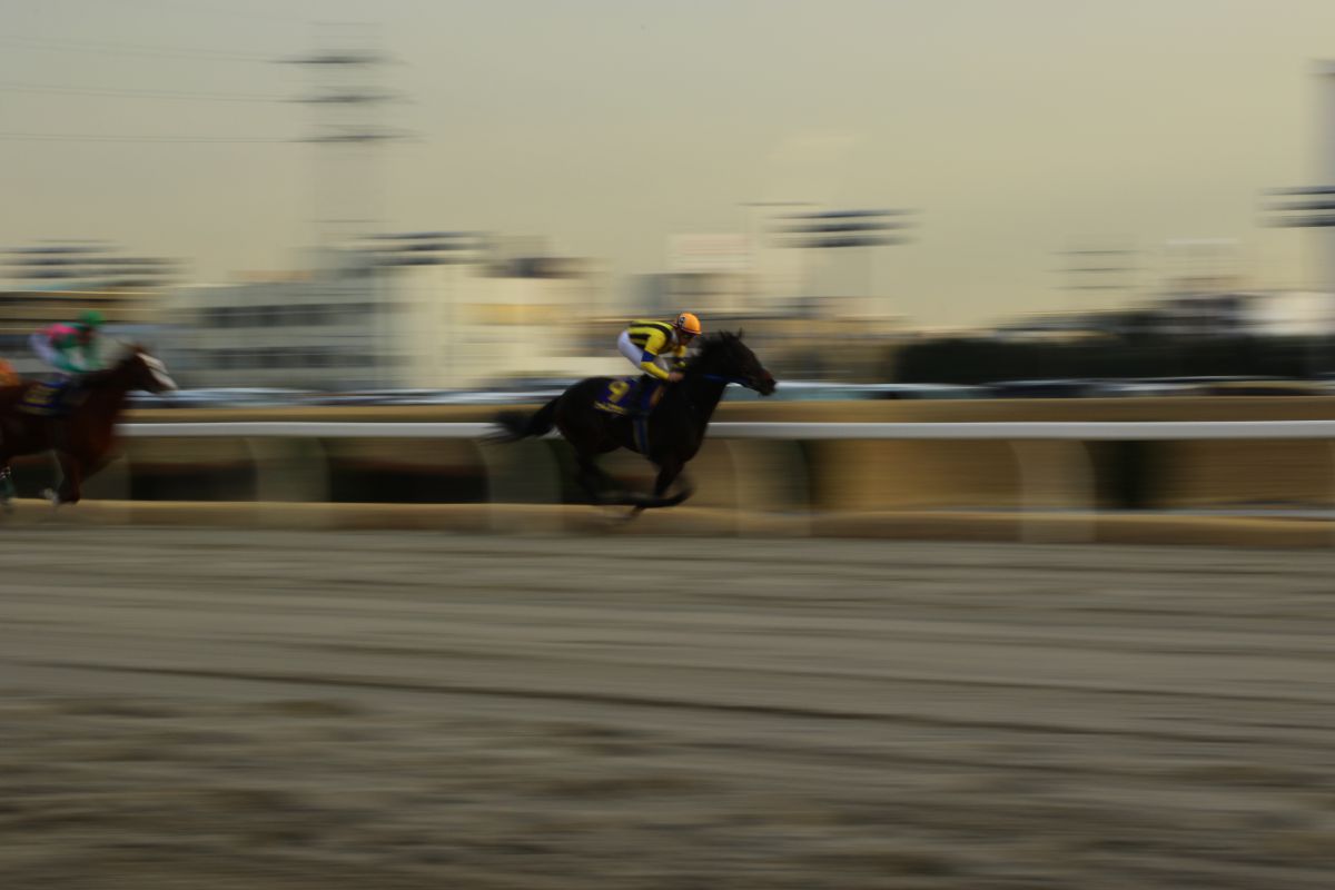 Catch Me,If you can! | GANREF