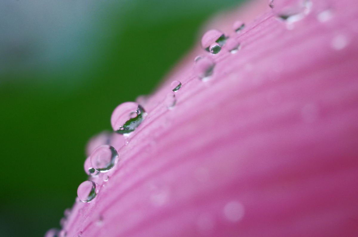 FANTASY ZONE | GANREF