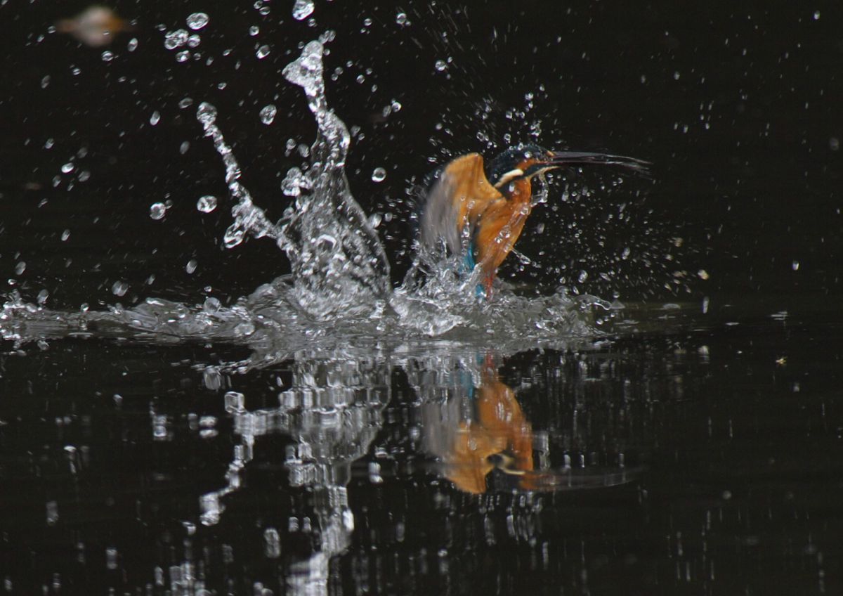 捕ったぞ～ | GANREF