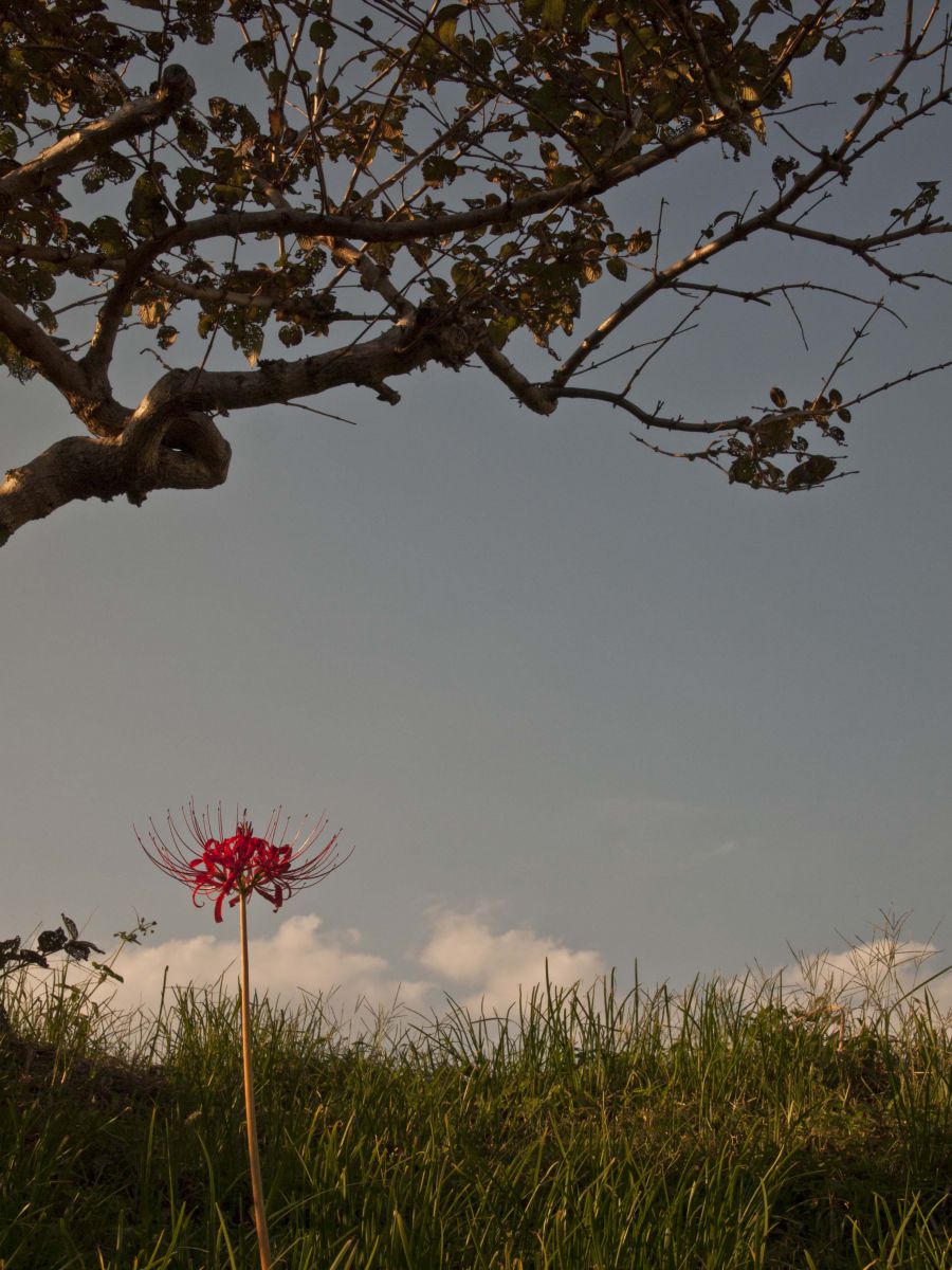 孤独の土手 | GANREF