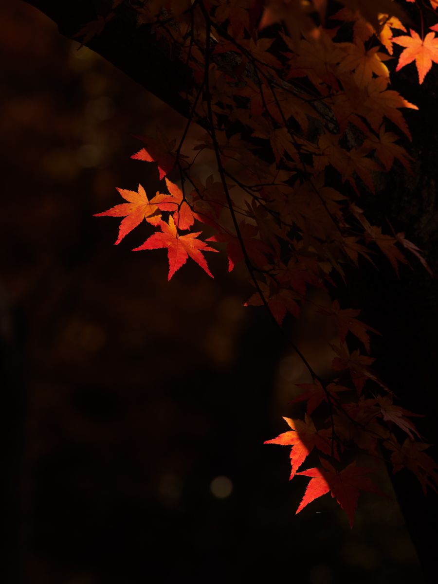 秋の日差し | GANREF