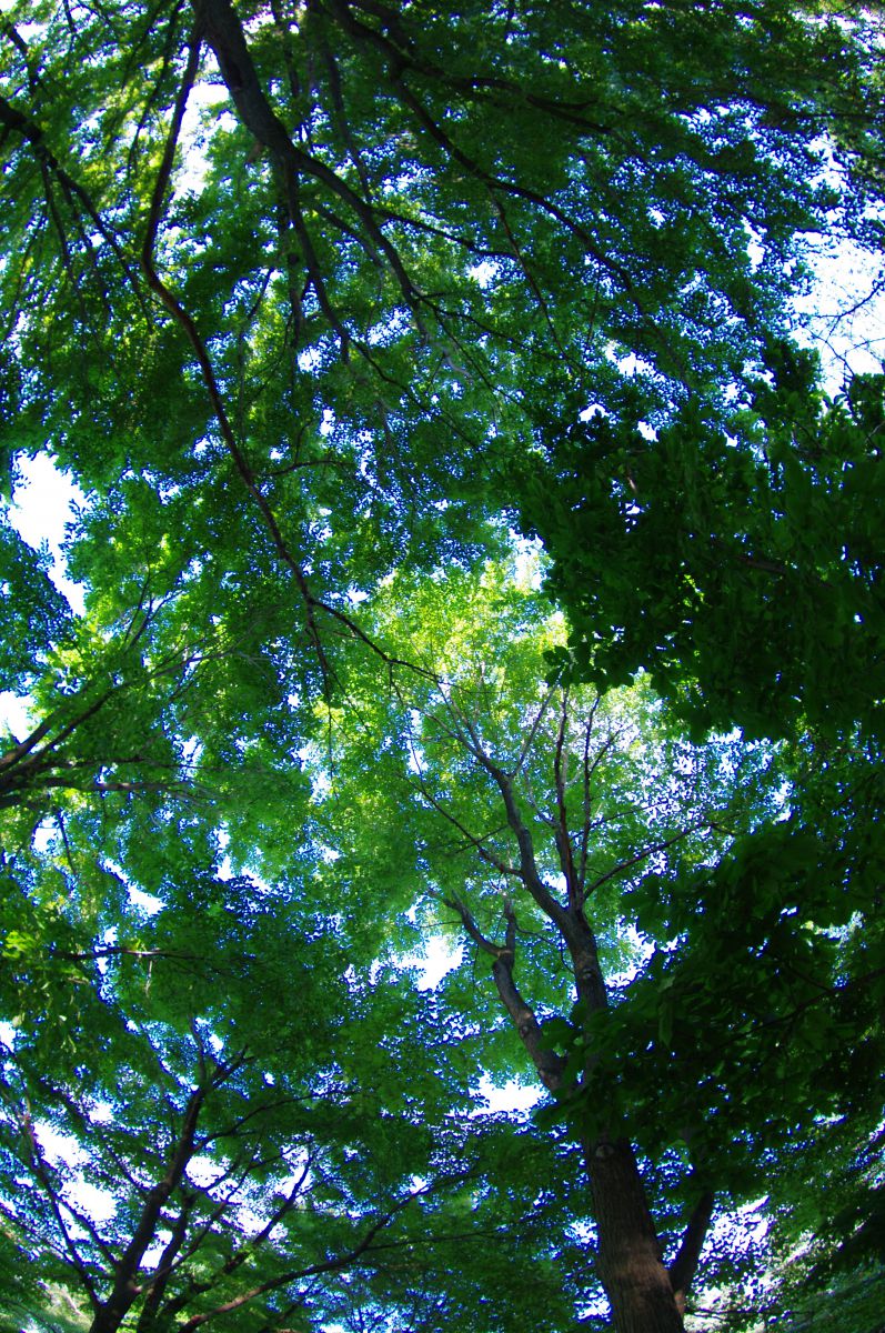 森の誘惑 | GANREF