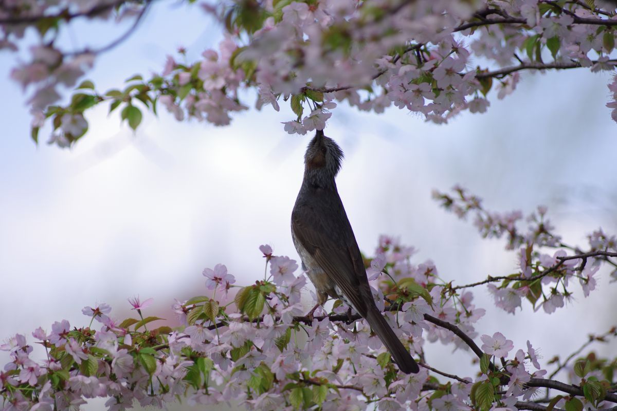 やっと春 | GANREF