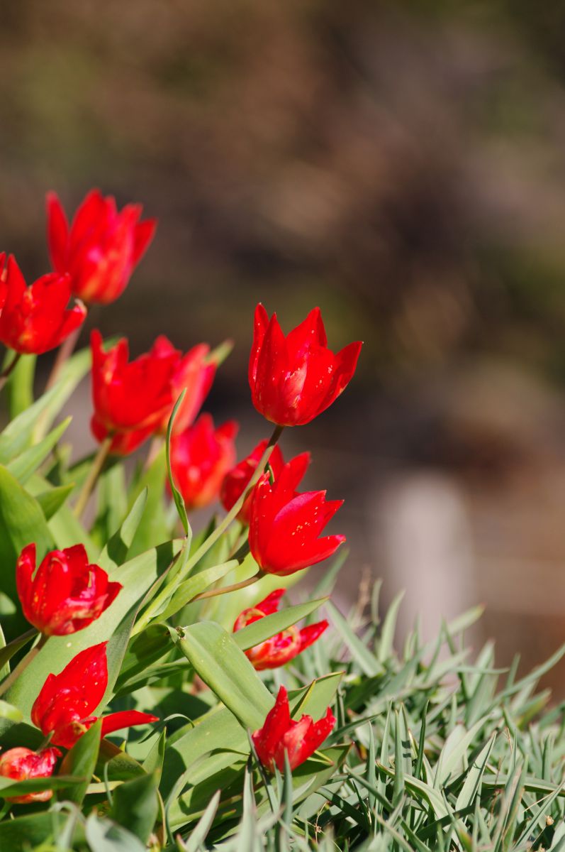 まっかっか | GANREF