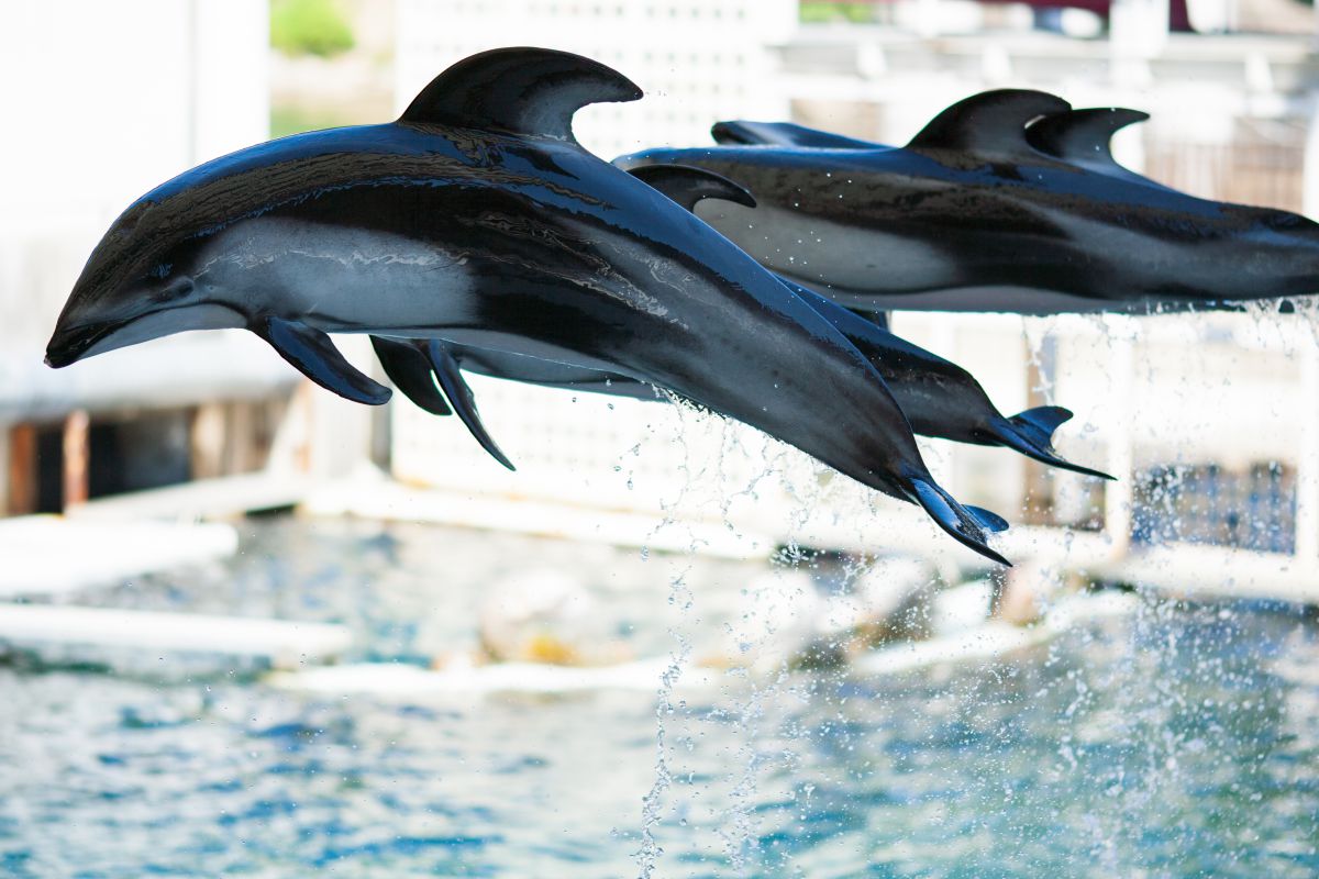 Dolphin Splash | GANREF