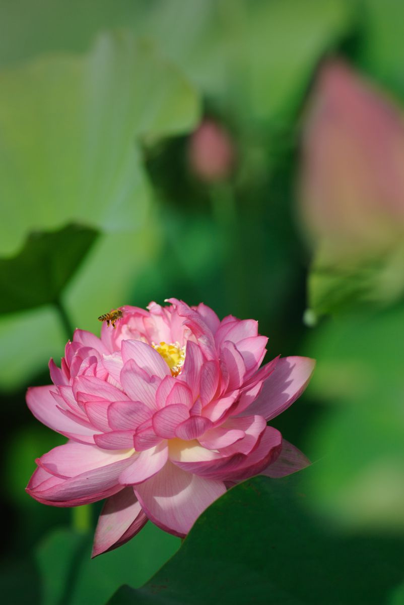 Lotus and a hard worker | GANREF