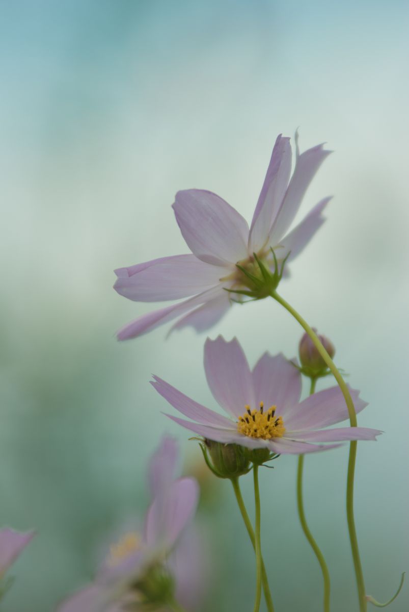 a faint love | GANREF