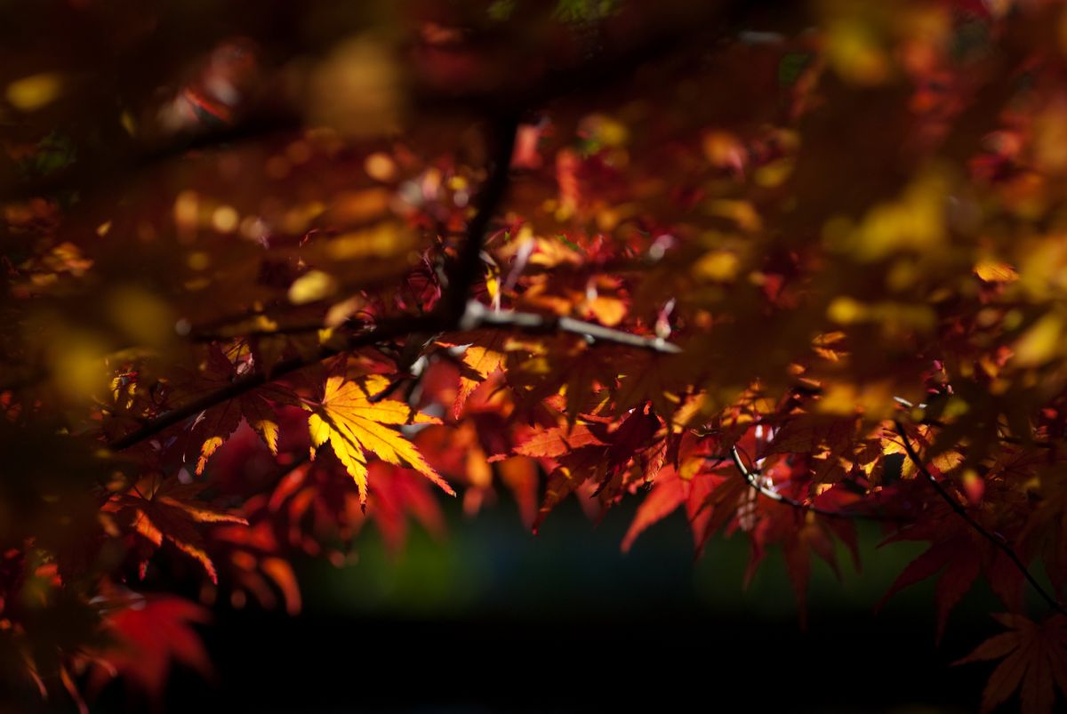 遠くても。 | GANREF