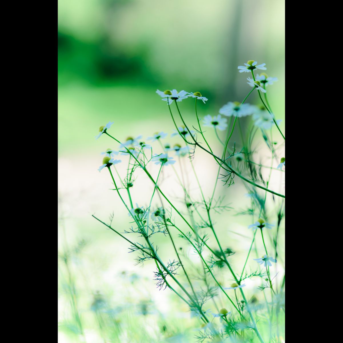 Feel a breeze of May | GANREF