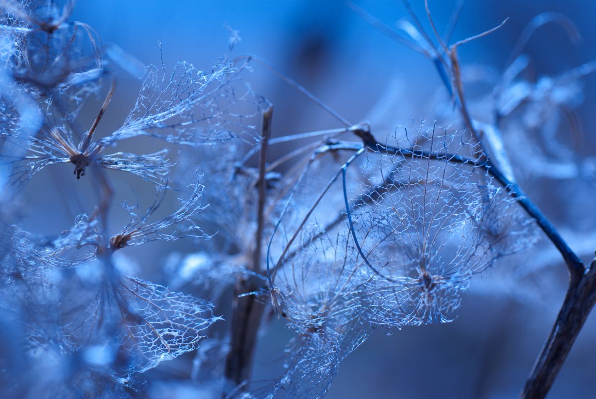 winter lace | GANREF