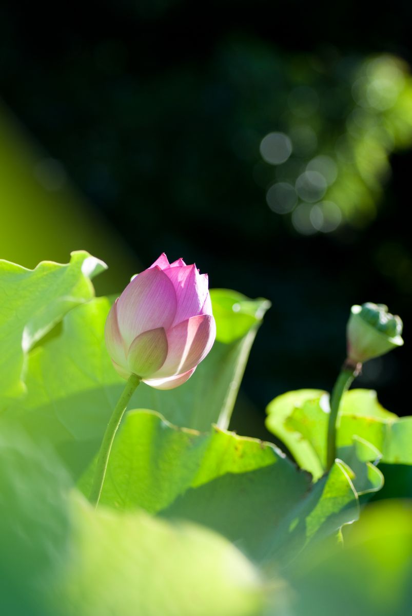 Good morning Lotus | GANREF