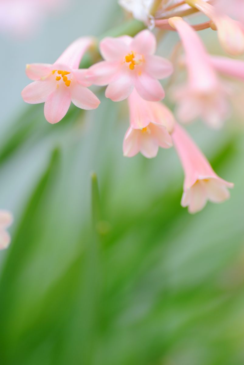 Swinging Spring | GANREF