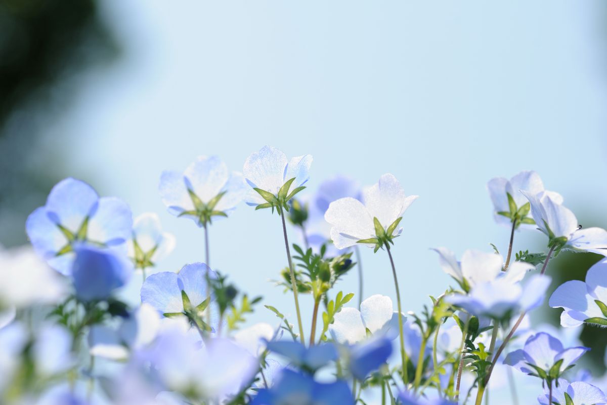 Blue Sky Blue | GANREF