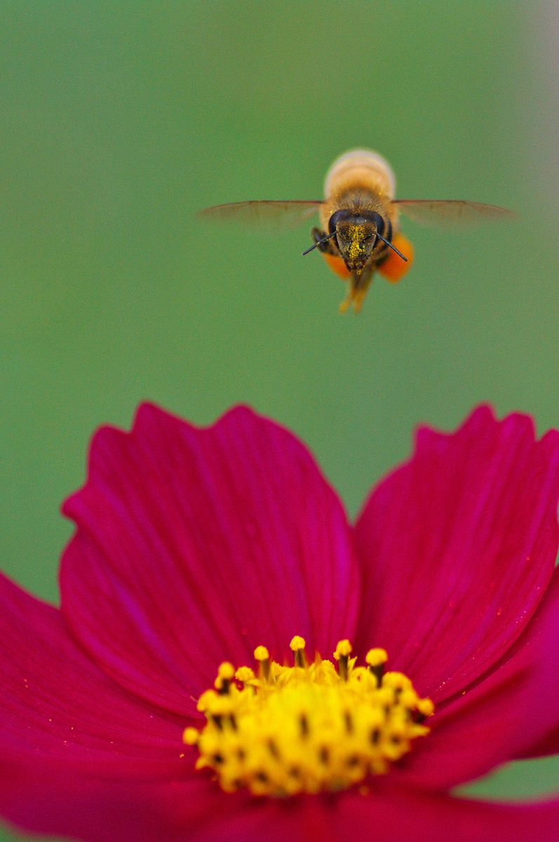 Bee at work | GANREF