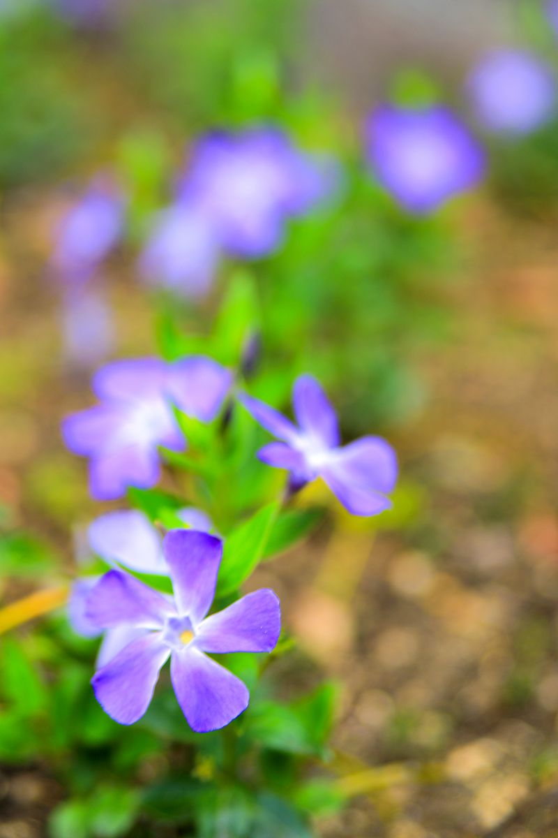 花見の帰り道に咲いていた花 | GANREF