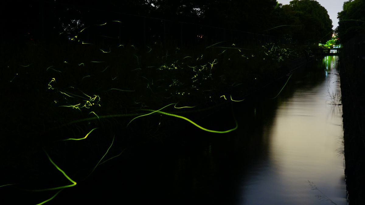 初ホタル撮影 | GANREF