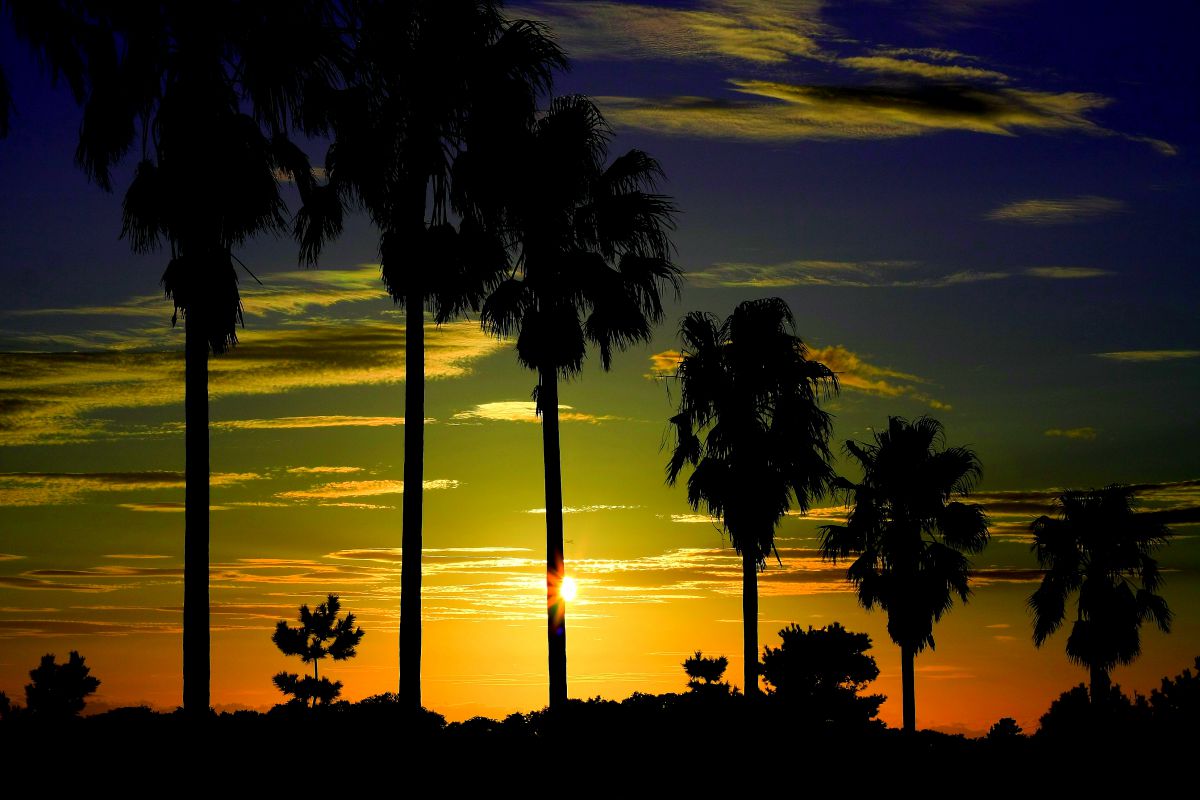 waving trees | GANREF