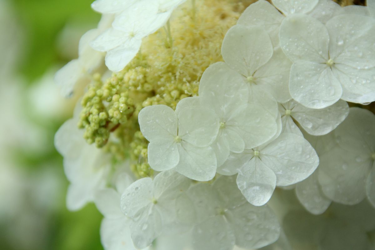 雨に唄えば | GANREF