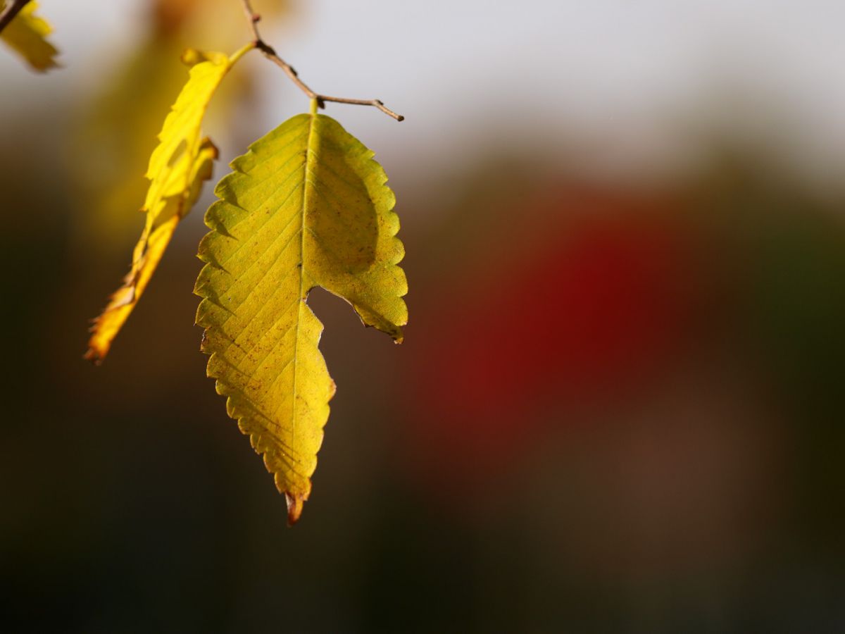 Yellow Leaf | GANREF